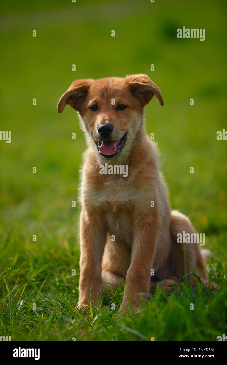 Hund harzer fuchs welpen -Fotos und -Bildmaterial in hoher Auflösung ...