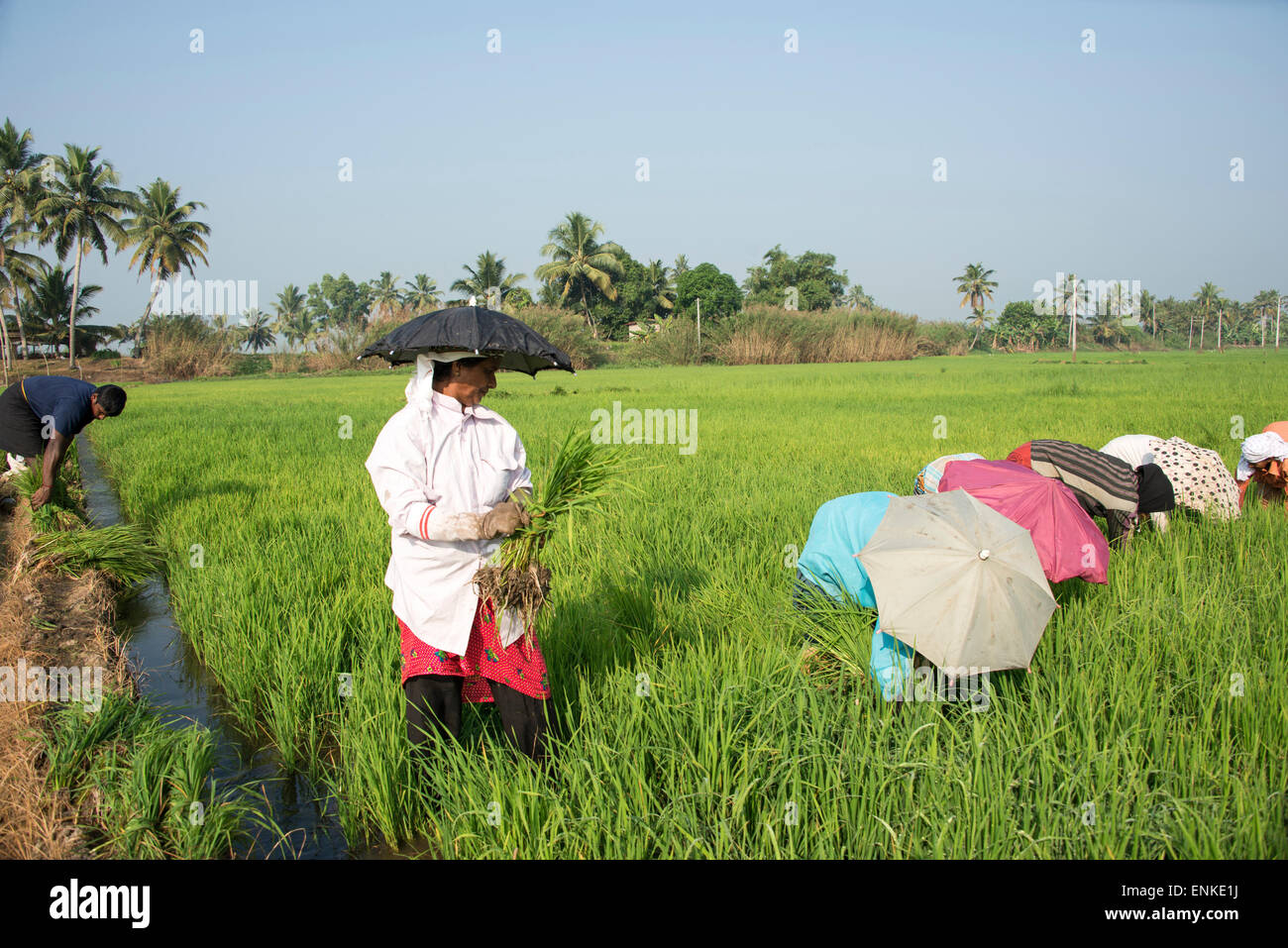 Landwirtschaft indien wirtschaft -Fotos und -Bildmaterial in hoher ...