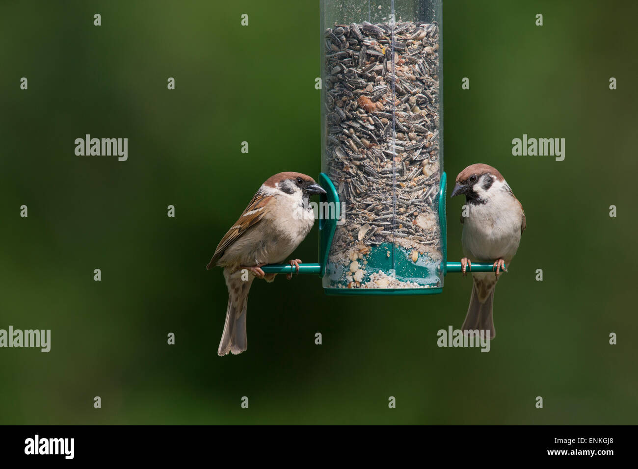 Baum-Spatz, Spatzen Feldspatz, Feld-Spatz, Feldsperling, Feld-Sperling ...