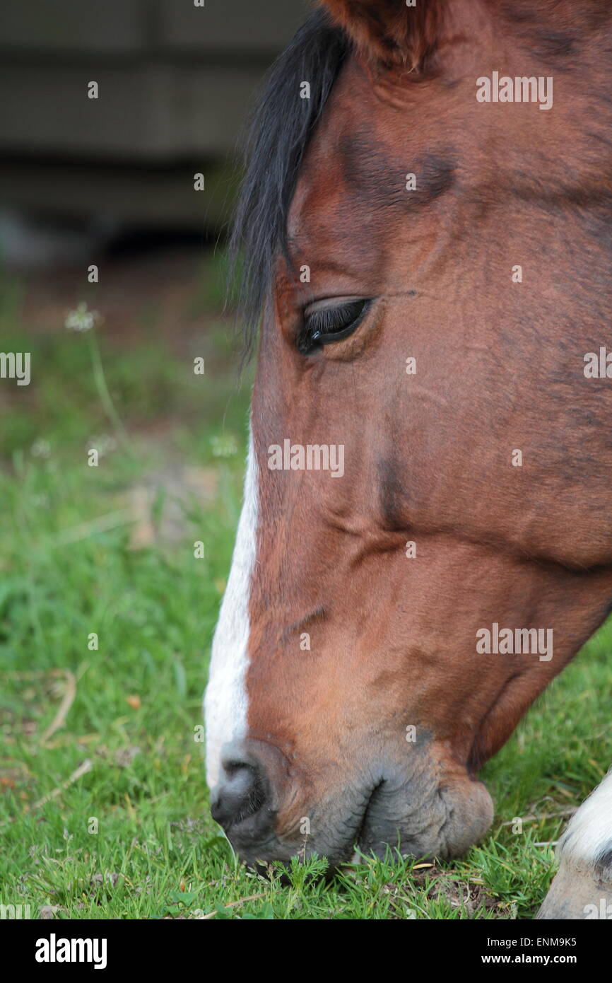 Pferd frisst nahaufnahme -Fotos und -Bildmaterial in hoher Auflösung ...