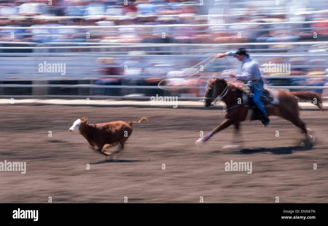 Rodeo arenen -Fotos und -Bildmaterial in hoher Auflösung – Alamy