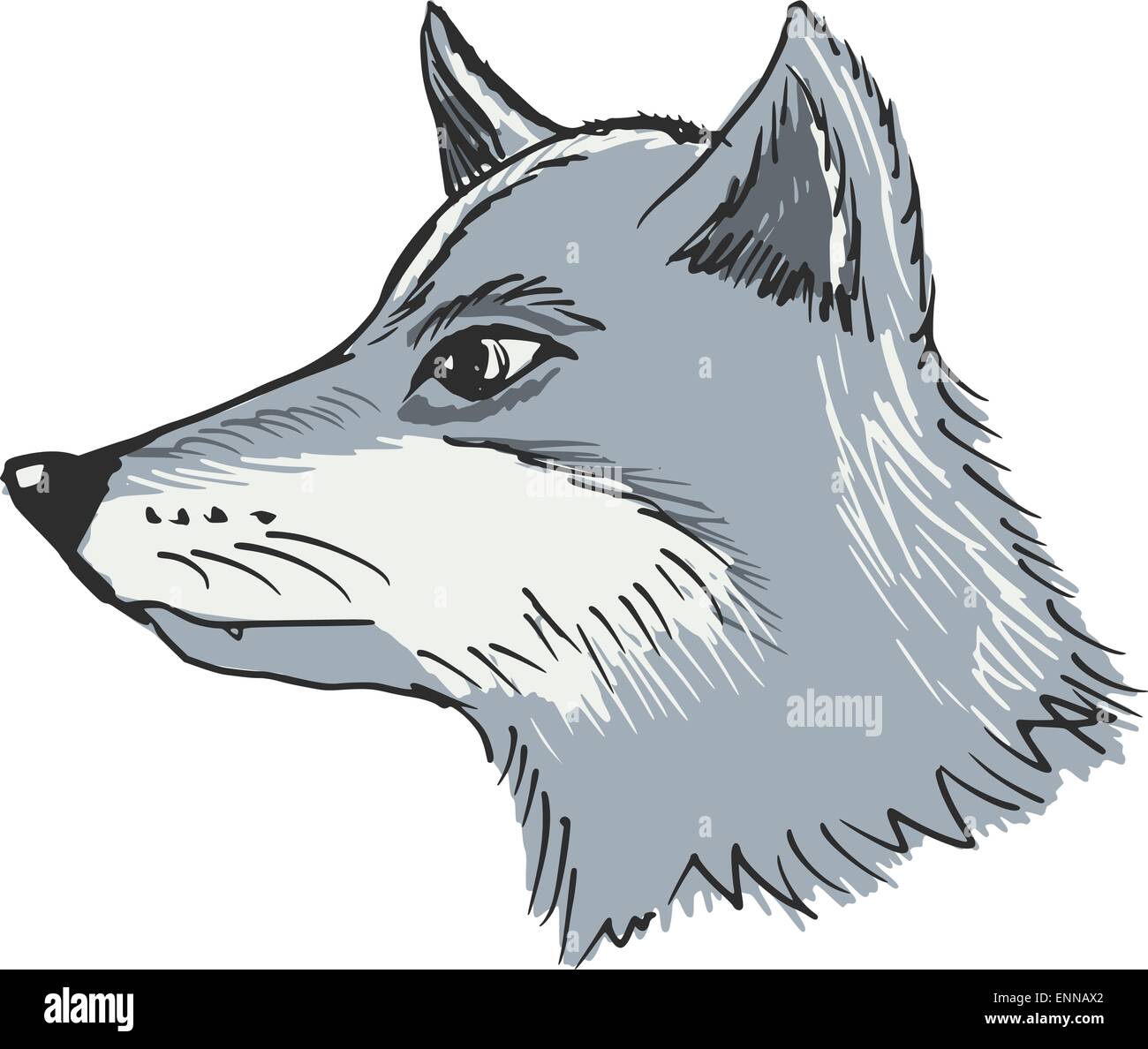 Wolf skizze -Fotos und -Bildmaterial in hoher Auflösung – Alamy