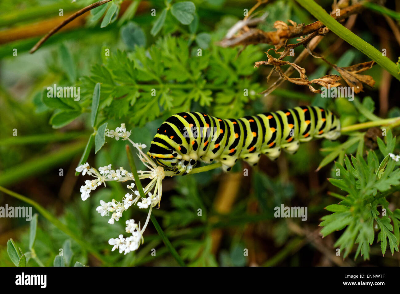 Schöne farbige Raupe auf einem grünen Stiel weiße Blume Stockfotografie ...
