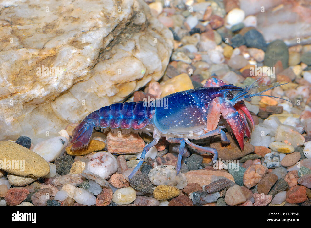 Blaue flusskrebse -Fotos und -Bildmaterial in hoher Auflösung – Alamy