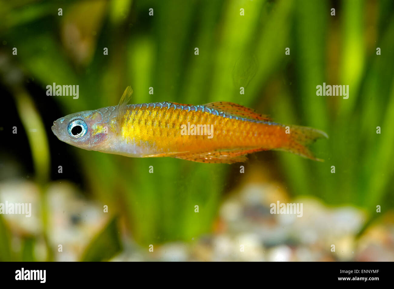 Neon regenbogenfisch -Fotos und -Bildmaterial in hoher Auflösung – Alamy