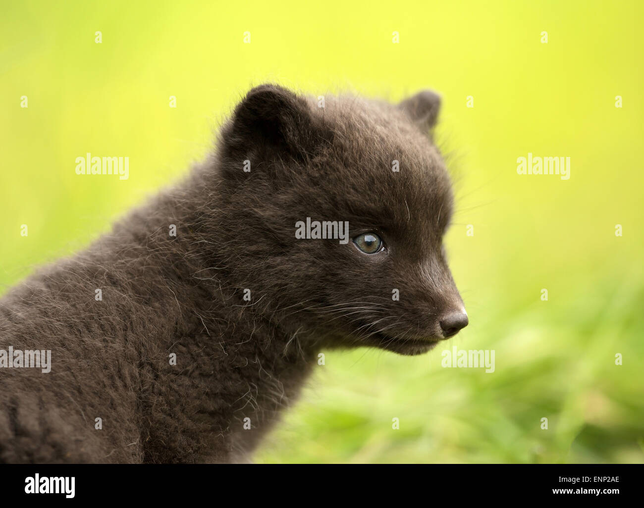 Nahaufnahme der Polarfuchs Vulpes Lagopus Cub, Island Stockfotografie ...