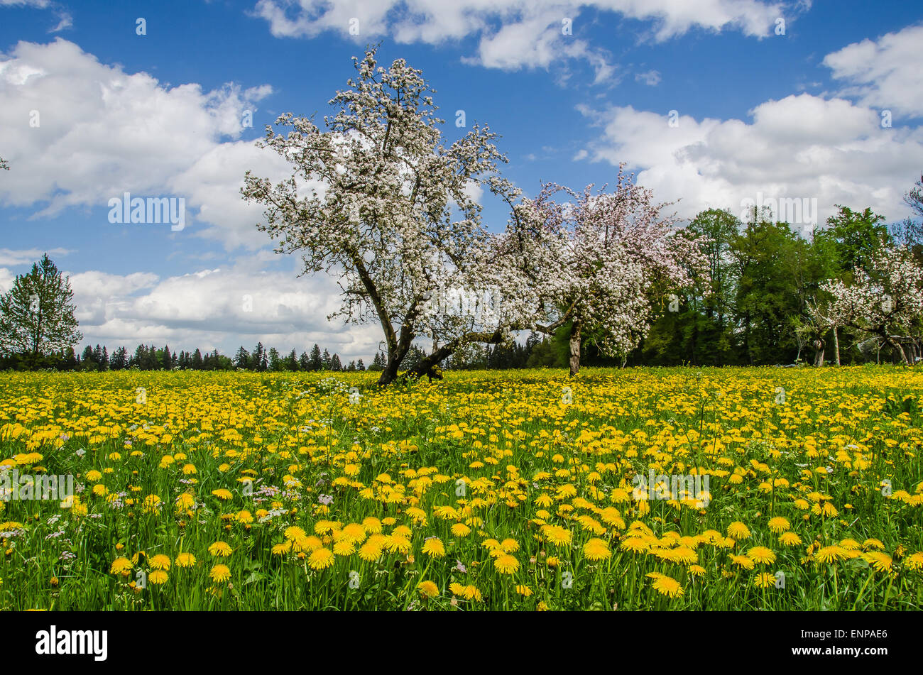 Obstbaume In Der Wiese Dungen
