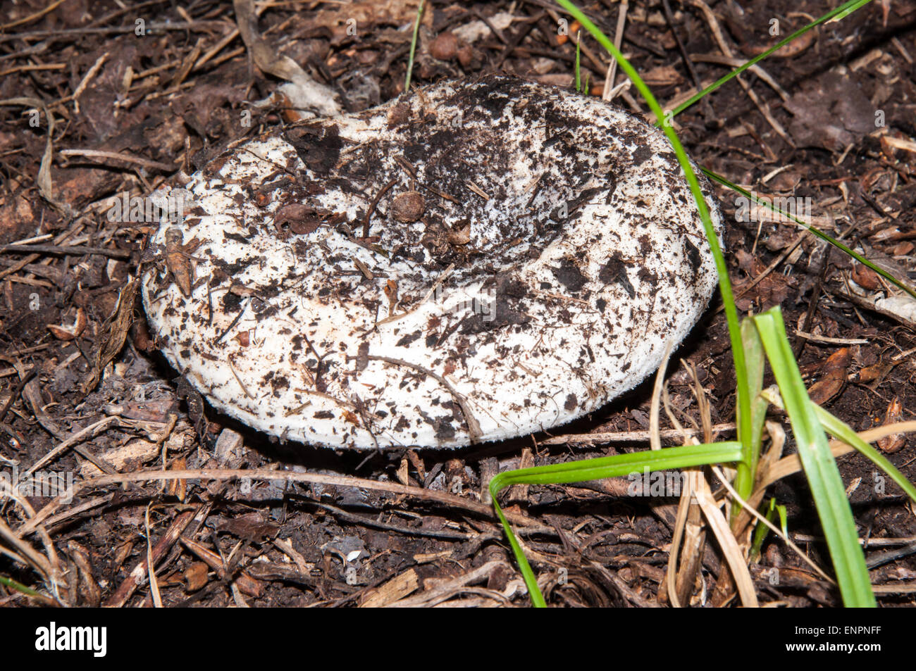 Weiße Lactarius oder Lactarius Resimus Pilz Gattung Lactarius Familie ...