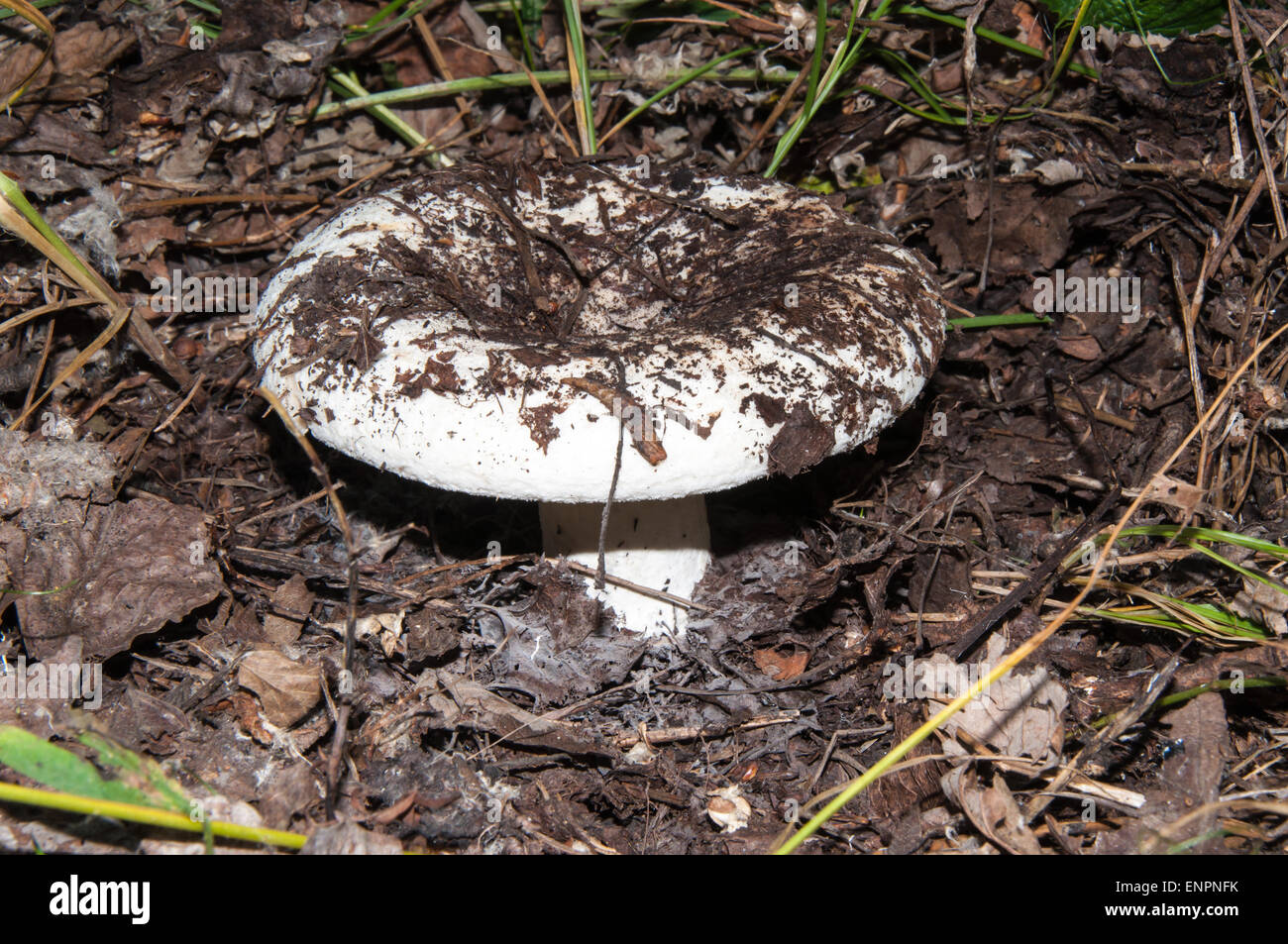 Weiße Lactarius oder Lactarius Resimus Pilz Gattung Lactarius Familie ...