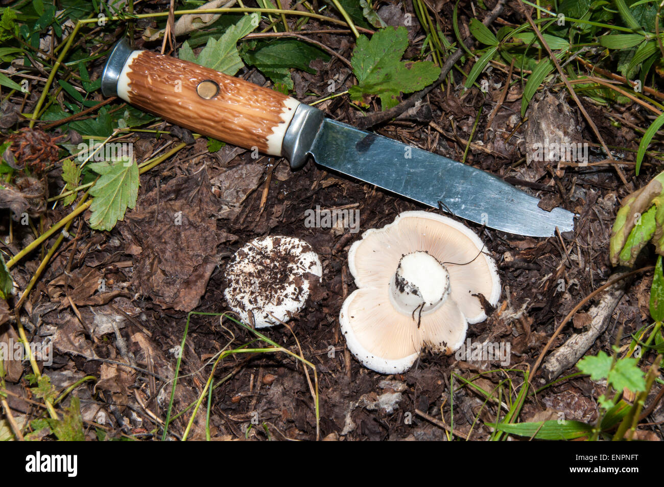 Weiße Lactarius oder Lactarius Resimus Pilz Gattung Lactarius Familie ...