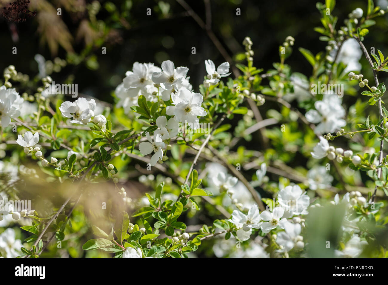 Exochorda Macrantha The Bride, Pearl Bush Stockfotografie - Alamy