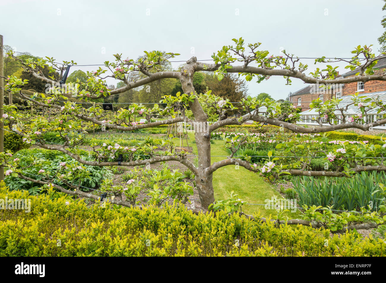 Spalierbaum apfel -Fotos und -Bildmaterial in hoher Auflösung – Alamy
