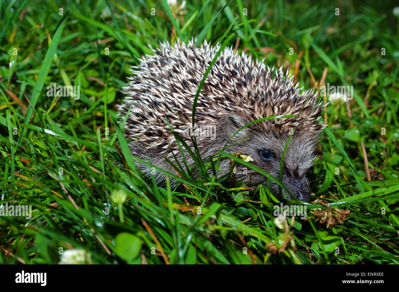 Igel niedlich -Fotos und -Bildmaterial in hoher Auflösung – Alamy
