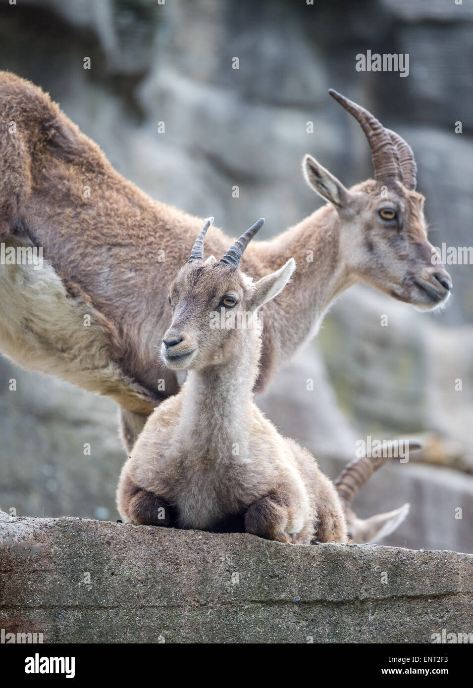 Steinbock weibliches junges tier -Fotos und -Bildmaterial in hoher ...