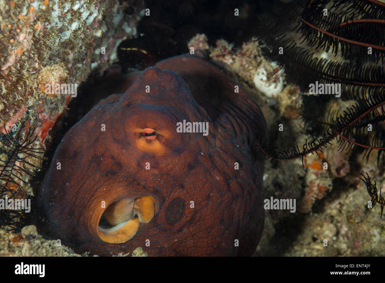 Oktopus Marginatu Stockfotos und -bilder Kaufen - Alamy