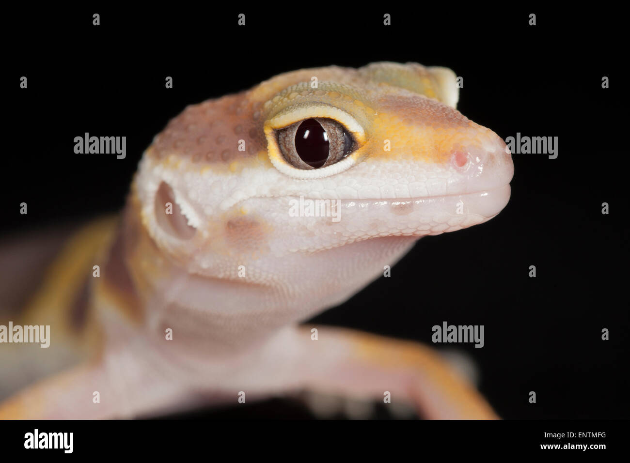 Gecko bild -Fotos und -Bildmaterial in hoher Auflösung – Alamy