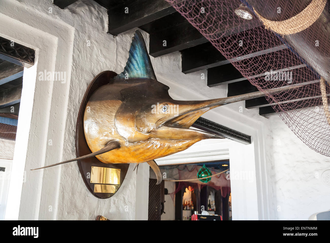 Blue marlin underwater -Fotos und -Bildmaterial in hoher Auflösung – Alamy