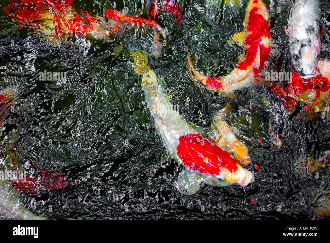 Indonesia bali koi fish in -Fotos und -Bildmaterial in hoher Auflösung ...