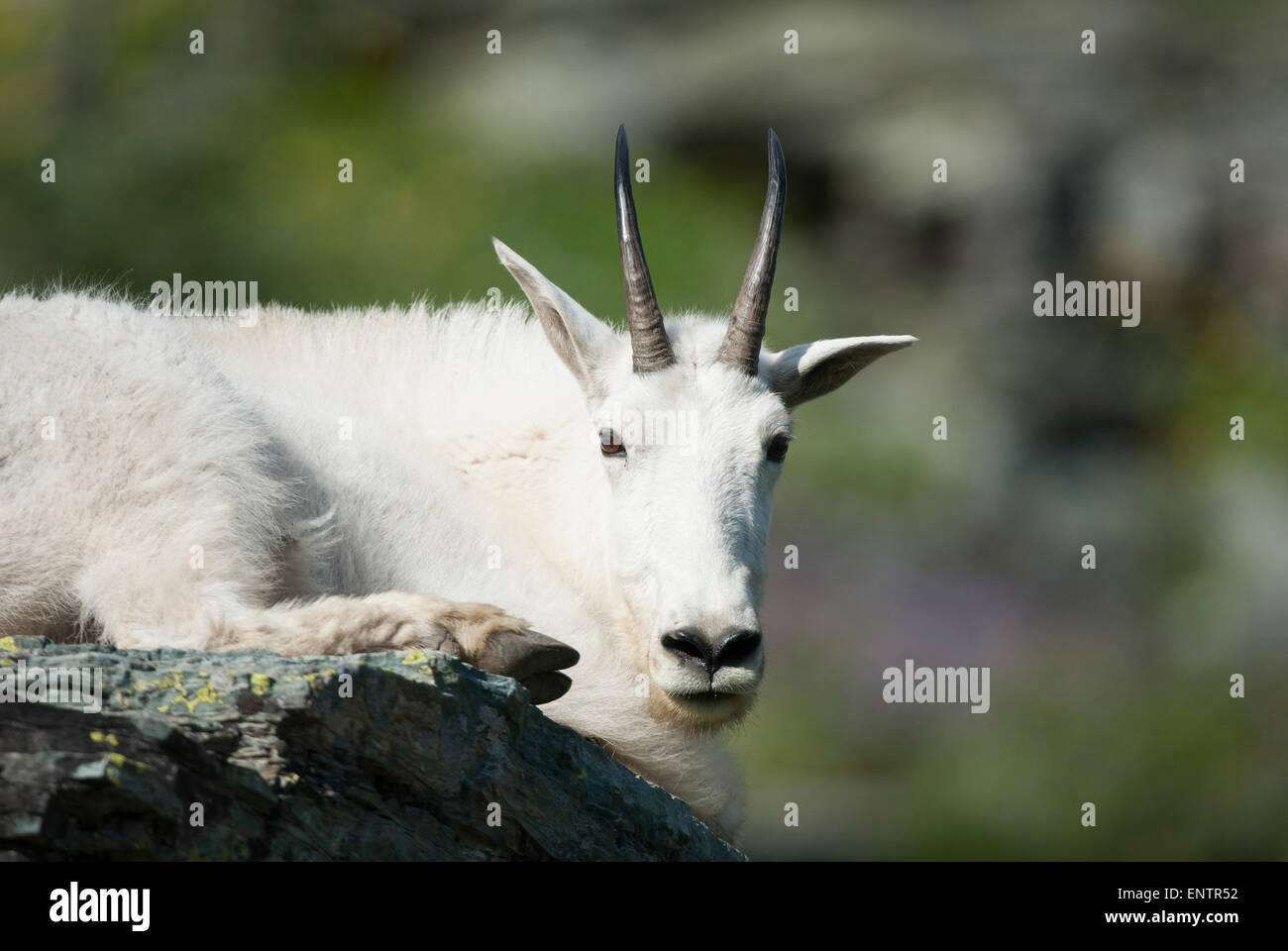 Bergziege sitzt -Fotos und -Bildmaterial in hoher Auflösung – Alamy