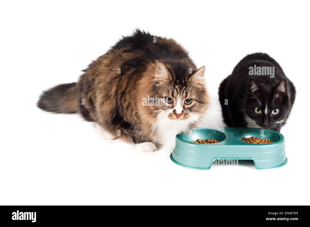 Cats eating -Fotos und -Bildmaterial in hoher Auflösung – Alamy