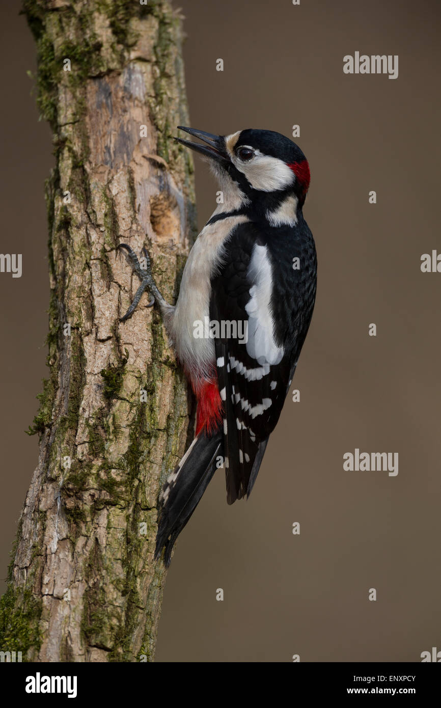 Großen gesichtet, Specht, Spechte, Männlich, Männchen, Specht, Spechte ...