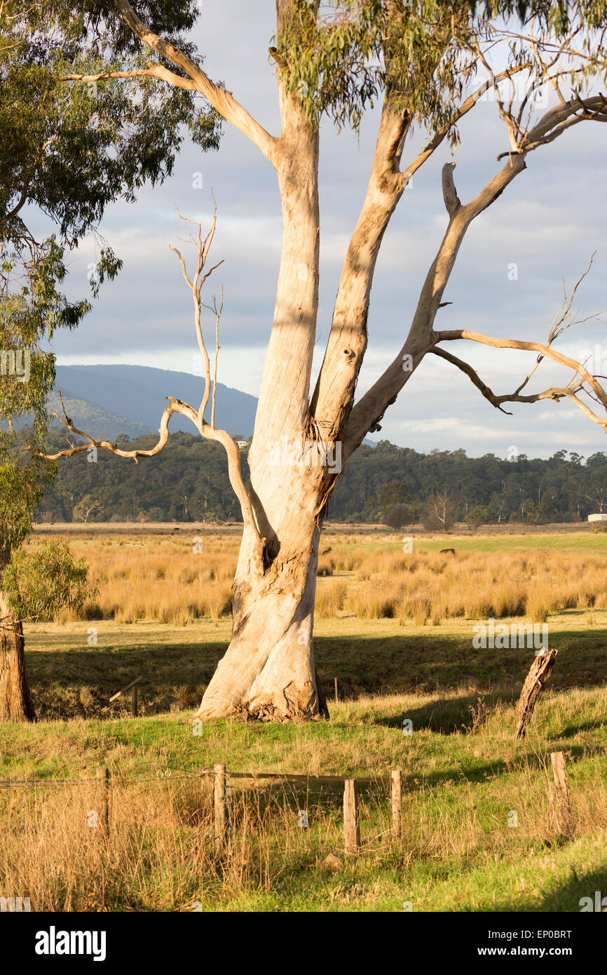 Blue Gum Tree, Eukalyptus Stockfotografie - Alamy