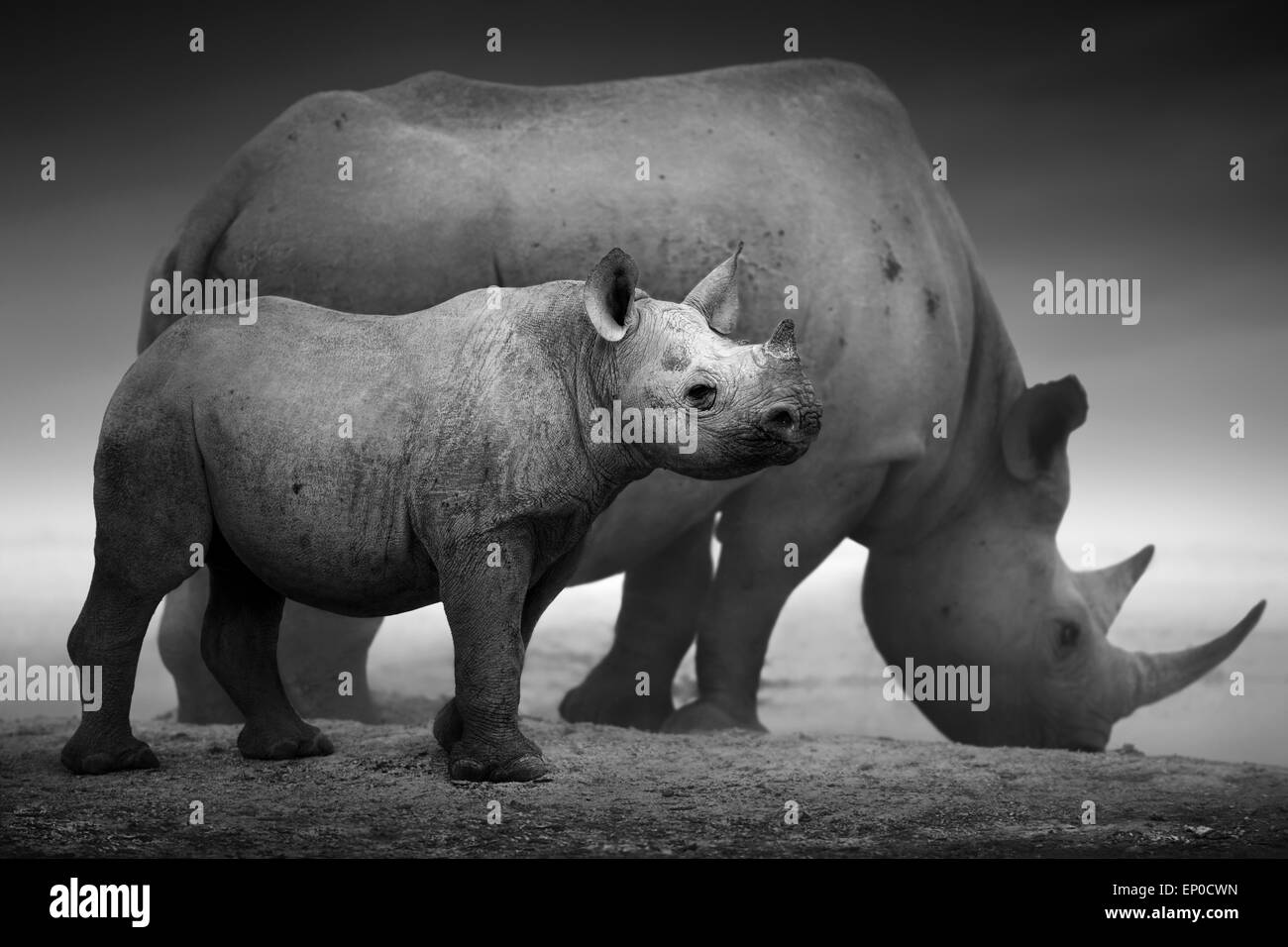 Schwarzer Rhinoceros Kalb (Diceros Bicornis) stehend mit Kuh an einem Wasserloch - Etosha ...