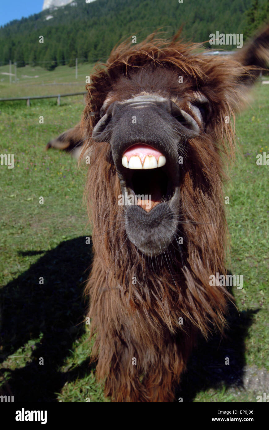 Esel (Equus Asinus) | Esel (Equus Asinus) mit offenem Mund ...