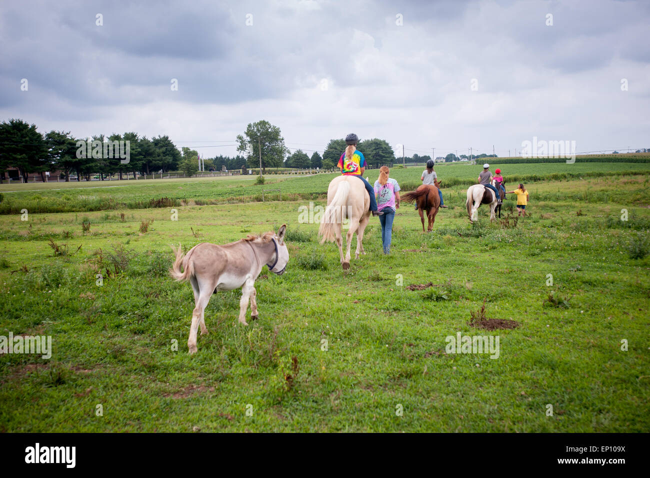 Esel pferd -Fotos und -Bildmaterial in hoher Auflösung – Alamy