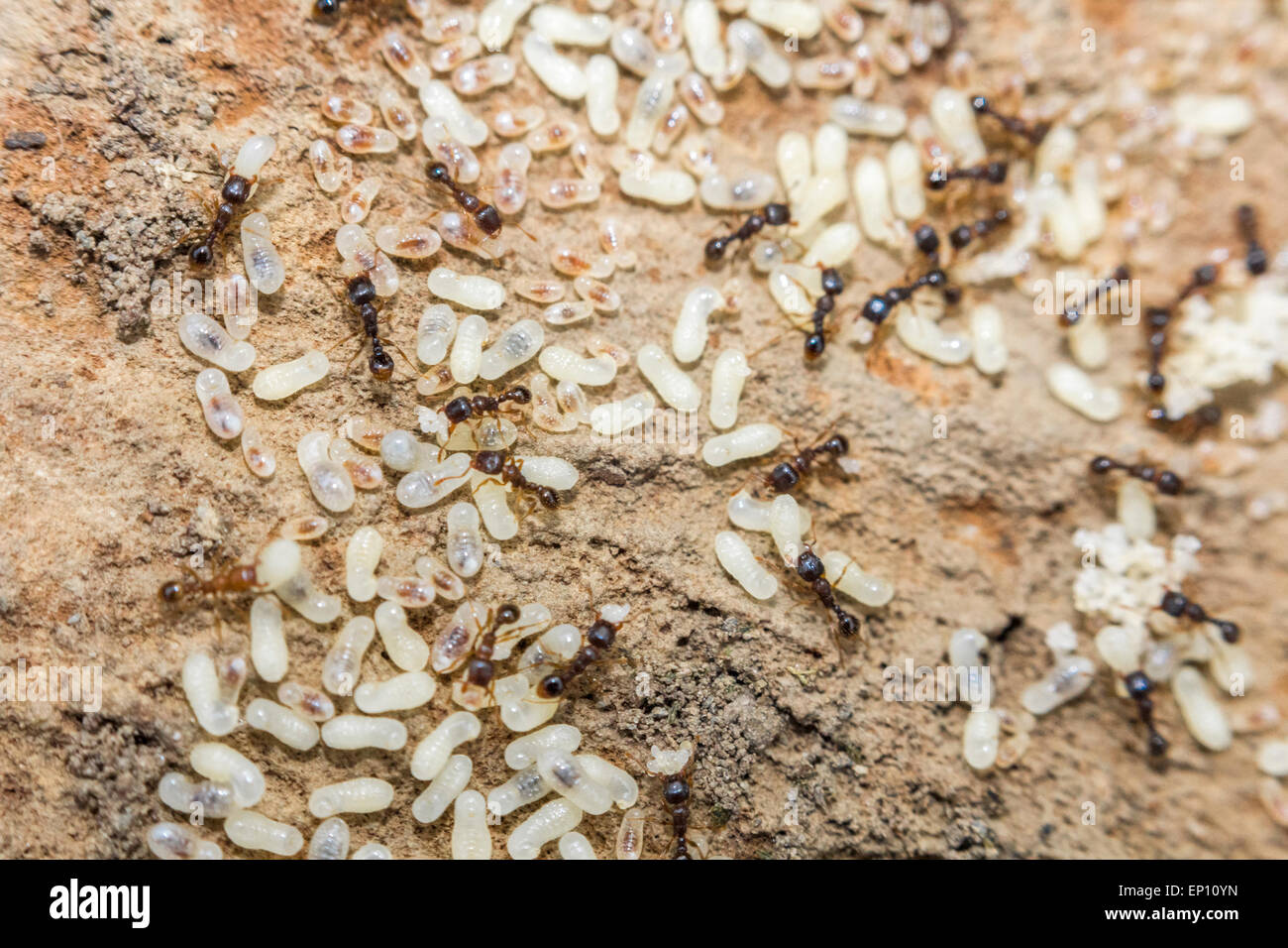 Ant Pupae Stockfotos & Ant Pupae Bilder - Seite 2 - Alamy