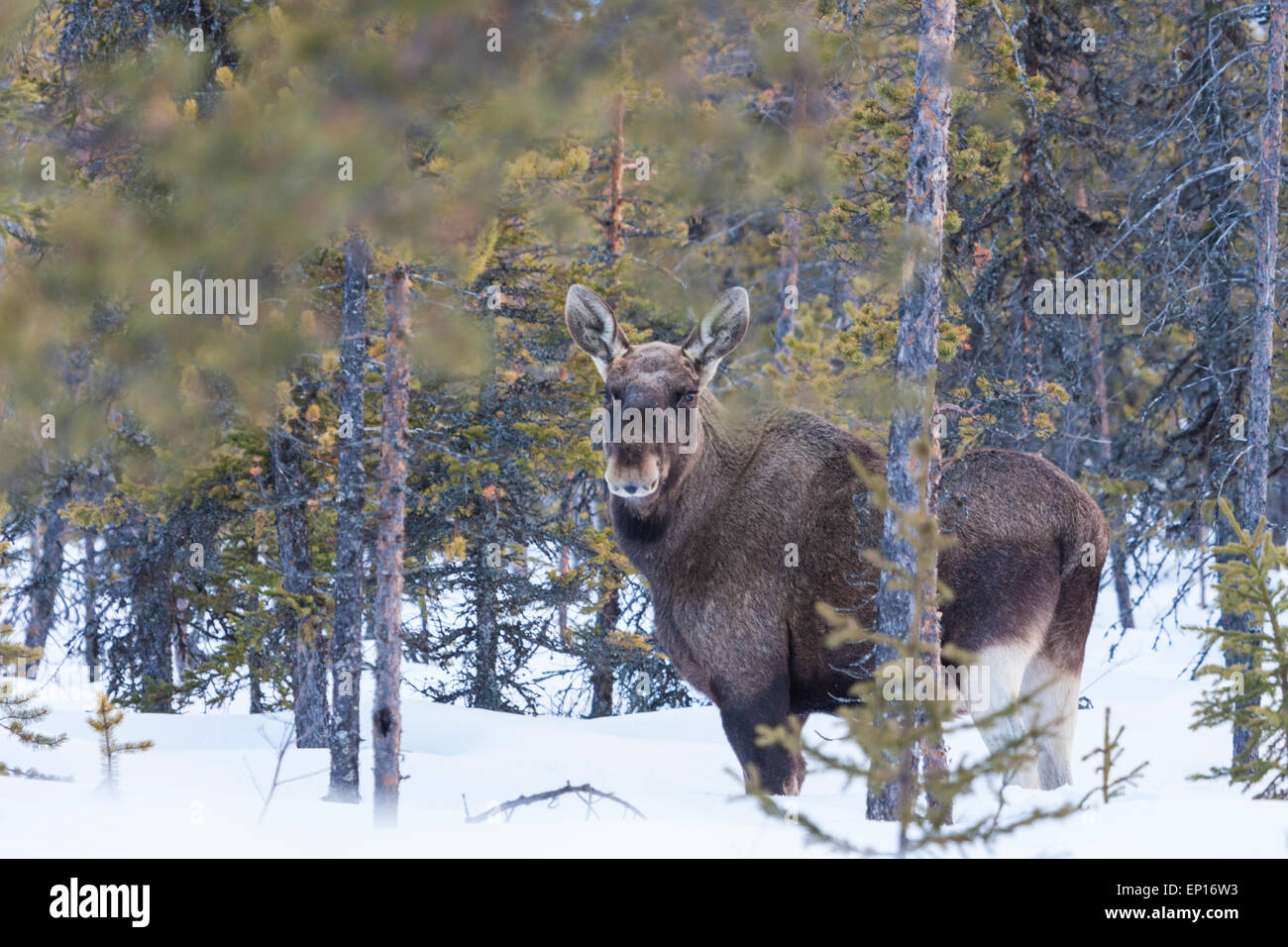 Elch, Alces Alces stehen unter Pinien und im Schnee in Kamera, Kiruna ...