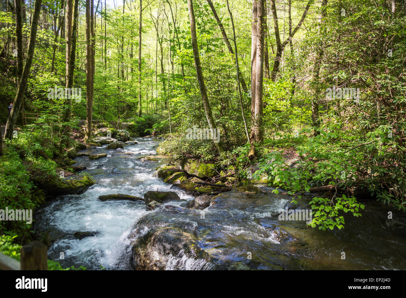 Chattahoochee oconee national forest -Fotos und -Bildmaterial in hoher ...
