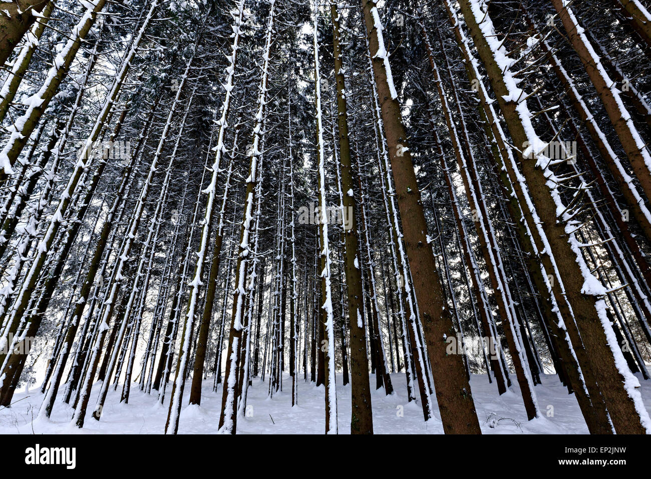 Kiefer im winter -Fotos und -Bildmaterial in hoher Auflösung – Alamy Kiefer im winter -Fotos und -Bildmaterial in hoher Auflösung – Alamy