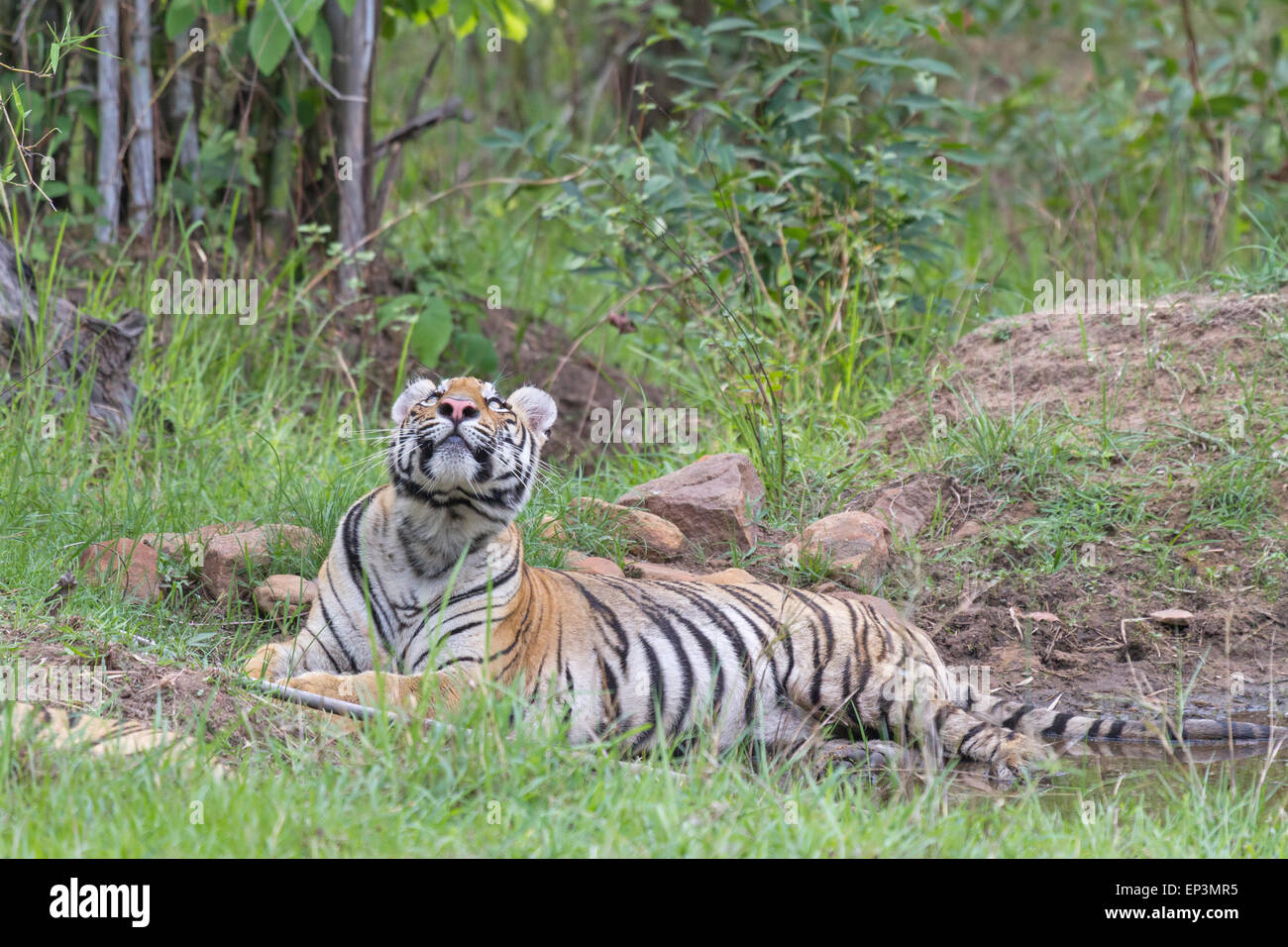 Royal Bengal Tiger oder Panthera tigris oder indische Tiger bei Tadoba ...