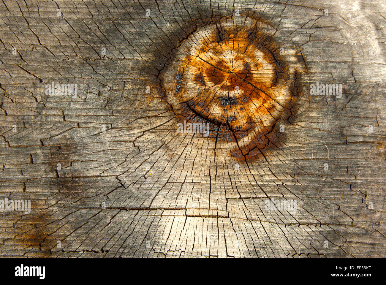 Apfelbaum schnitt -Fotos und -Bildmaterial in hoher Auflösung – Alamy