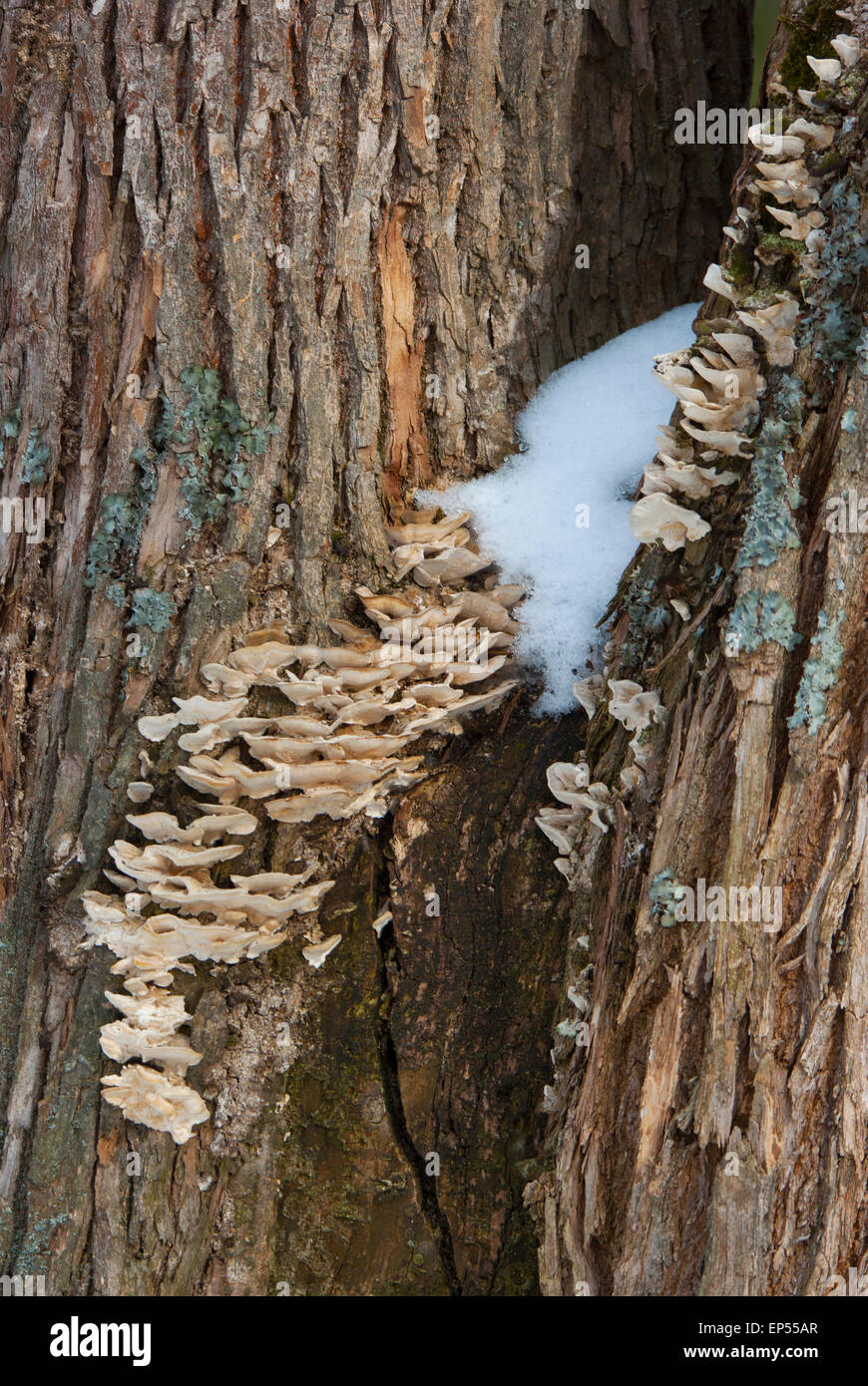 Fungi Polyporaceae Halterung Pilz Auf Einem Baumstamm Im Winter