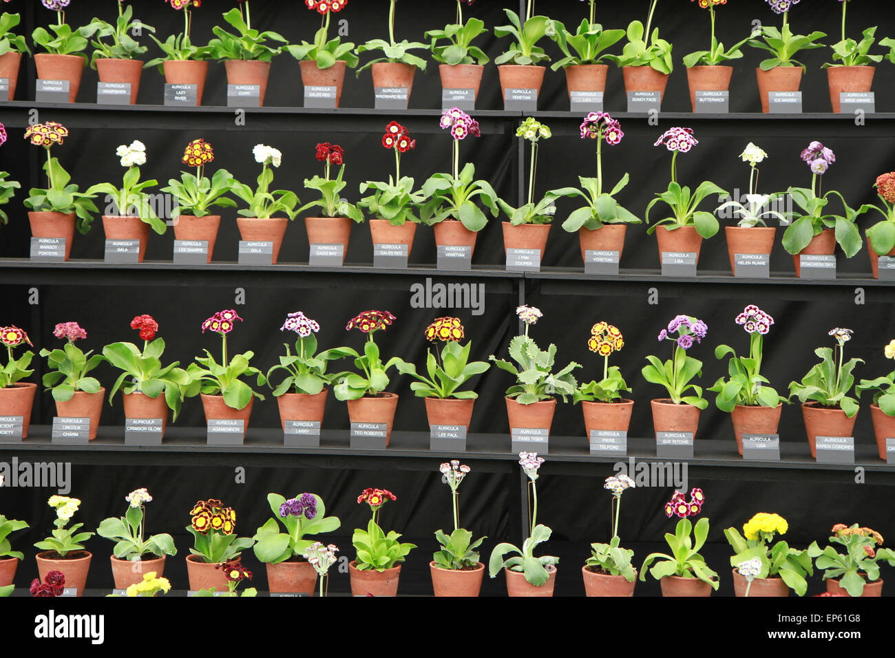 Show auricula -Fotos und -Bildmaterial in hoher Auflösung – Alamy