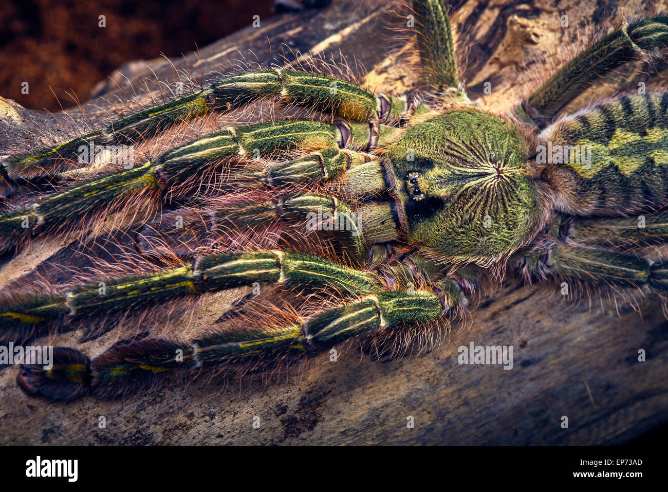 Vogelspinne Poecilotheria rufilata Stockfotografie - Alamy