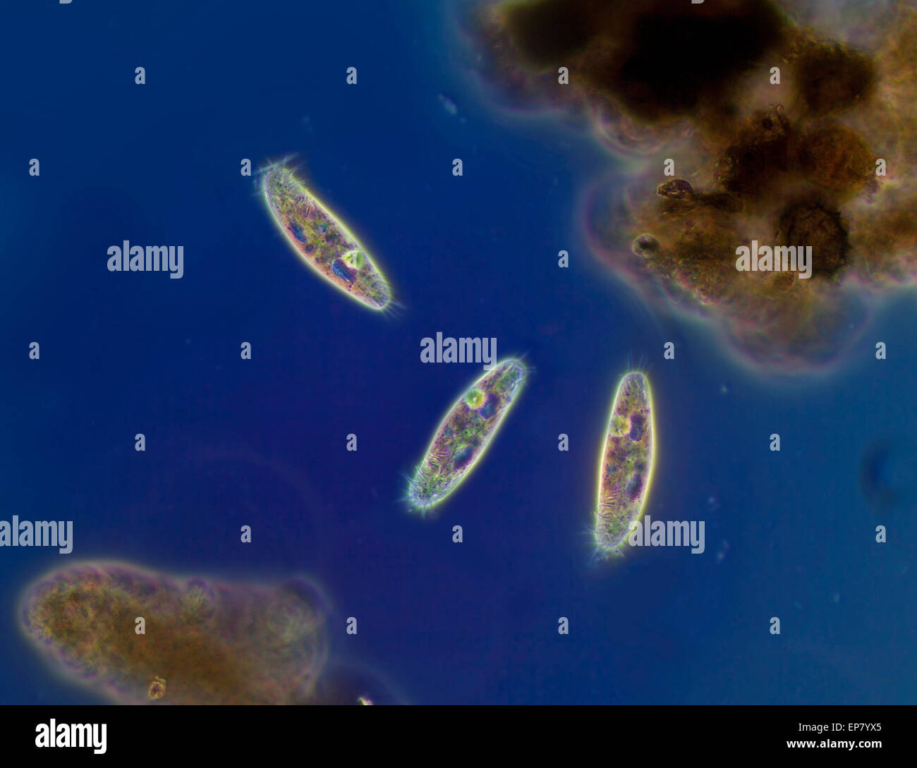 Zilienmikroskop tauchen artenvielfalt teichleben -Fotos und ...