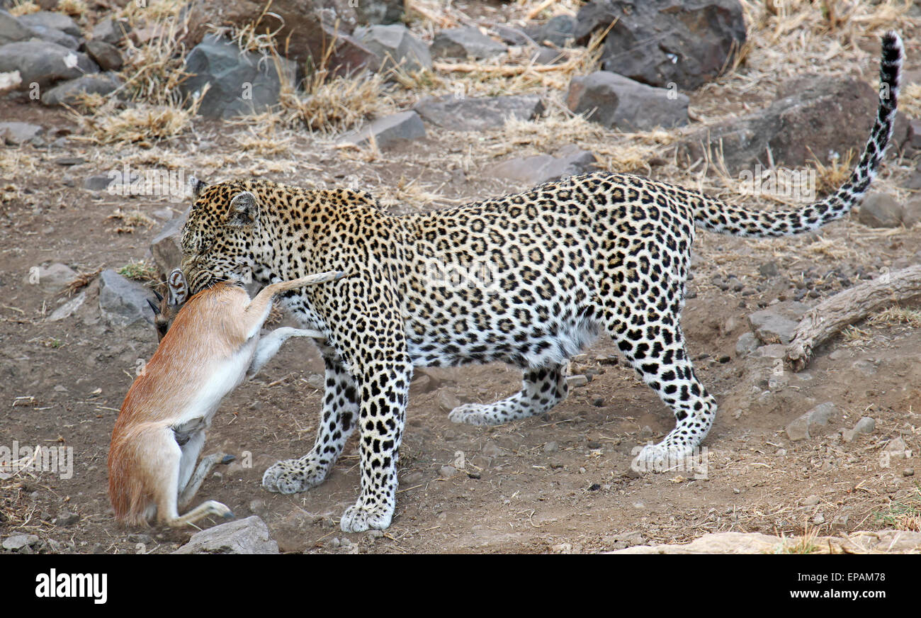Leopard mit Sharpes Grysbok als Beute, Krüger Nationalpark, Südafrika ...