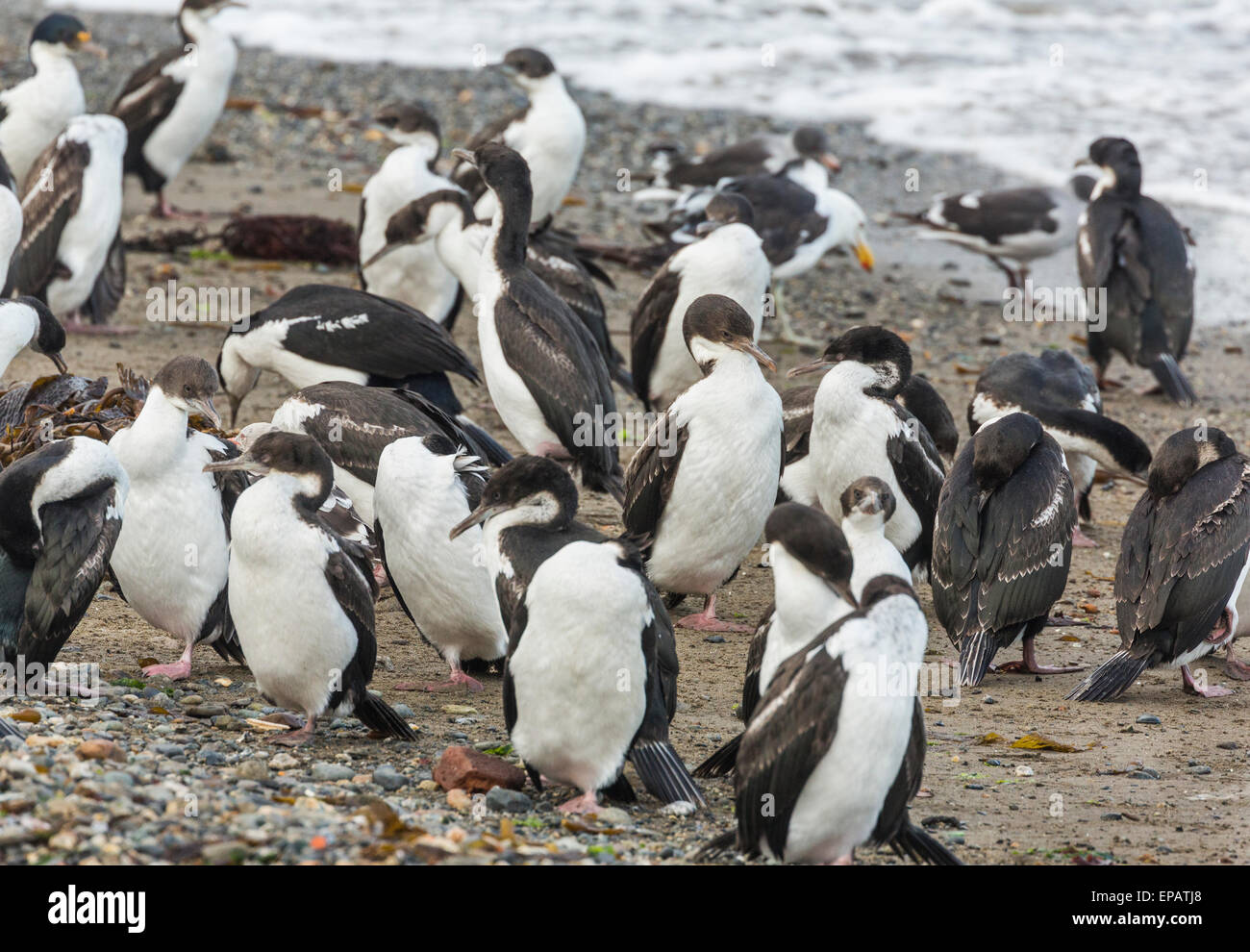 Kormorane am Strand von Punta Arenas, Chile Stockfotografie - Alamy