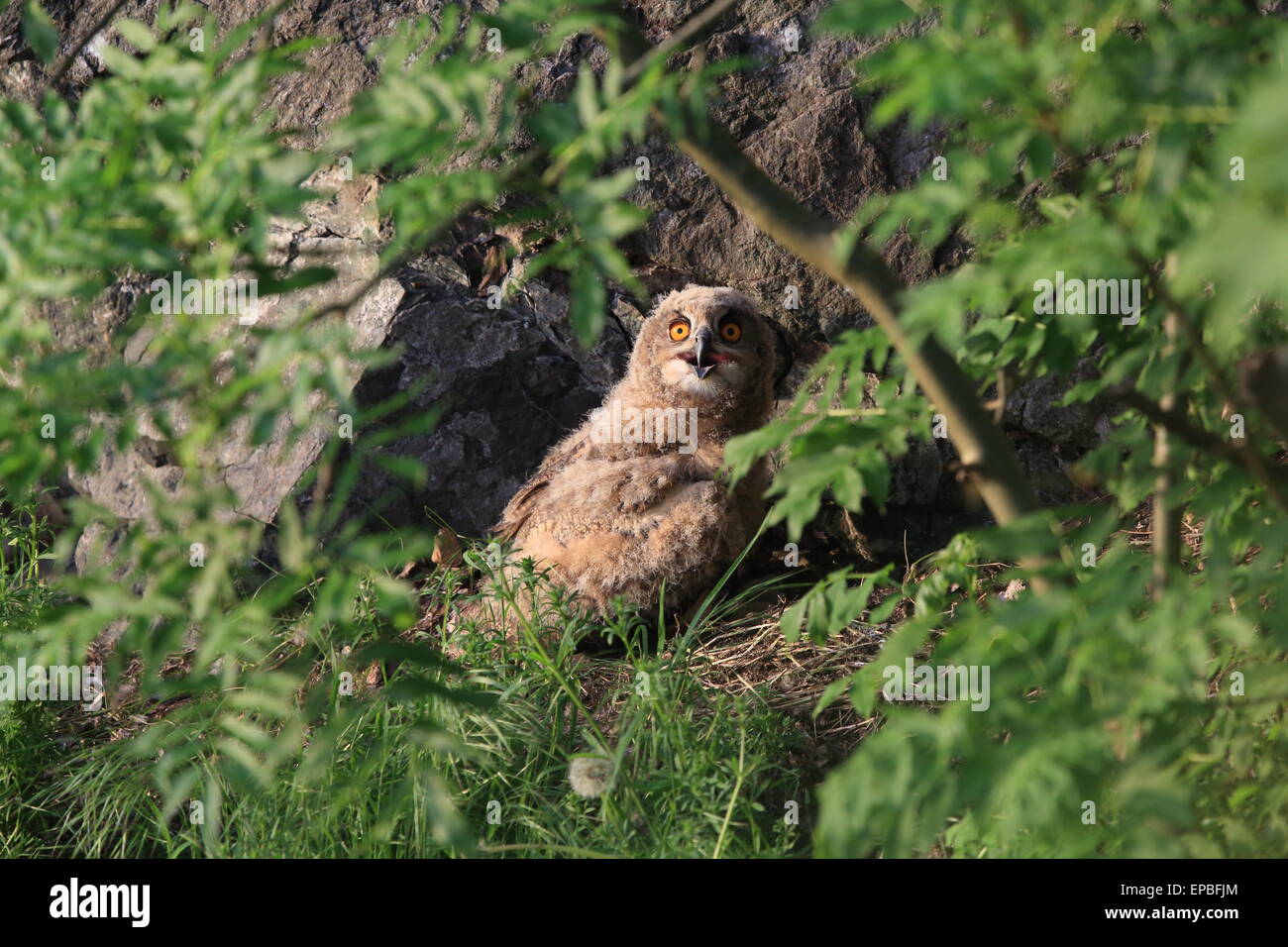 Baby, uhu -Fotos und -Bildmaterial in hoher Auflösung – Alamy