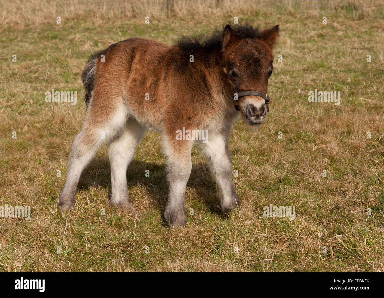 Diane randell pony Stockfotos und -bilder Kaufen - Alamy