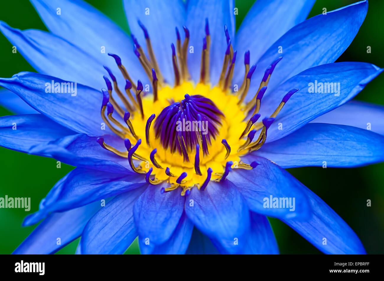 Nymphaea caerulea blume -Fotos und -Bildmaterial in hoher Auflösung – Alamy