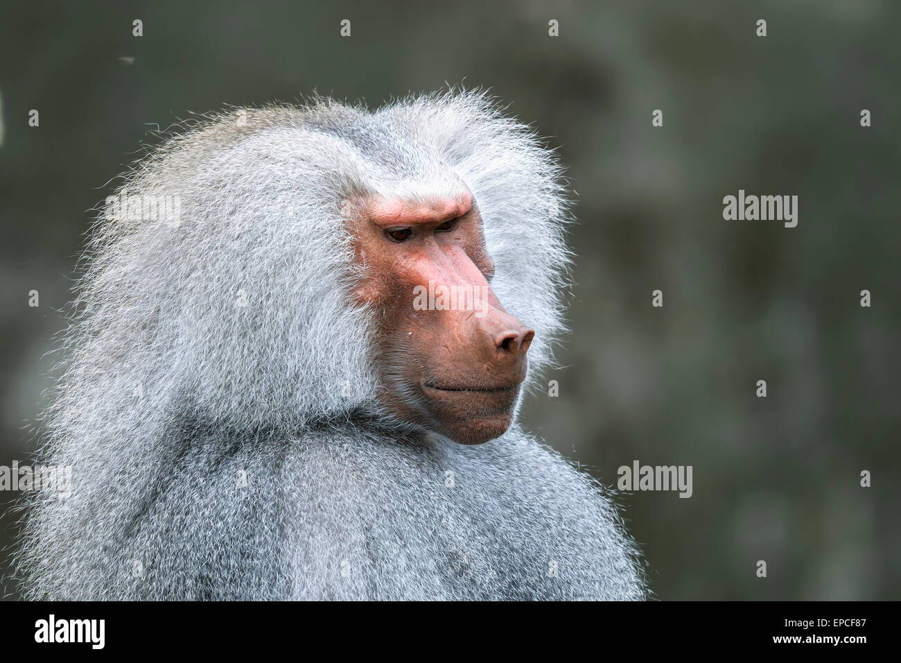Heiliger pavian -Fotos und -Bildmaterial in hoher Auflösung – Alamy