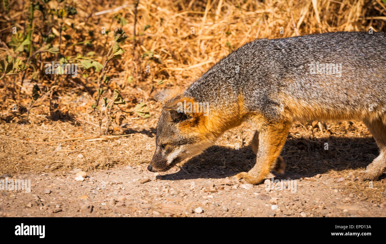 Insel graufuchs -Fotos und -Bildmaterial in hoher Auflösung - Seite 2 ...