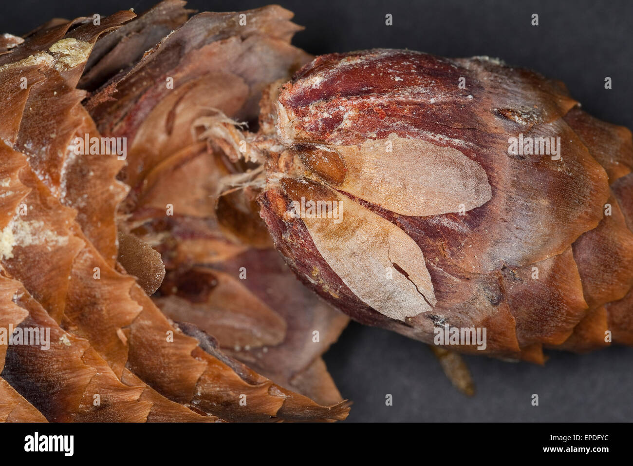 Gemeinsamen Fichte, Weihnachtsbaum, Kegel, Zapfen, Zapfen, Samen ...