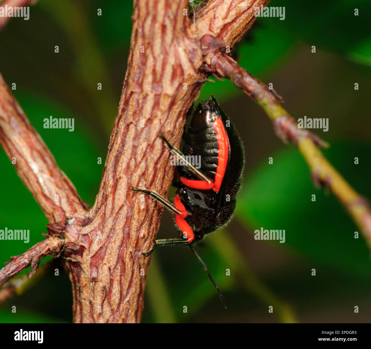 Red bug -Fotos und -Bildmaterial in hoher Auflösung – Alamy