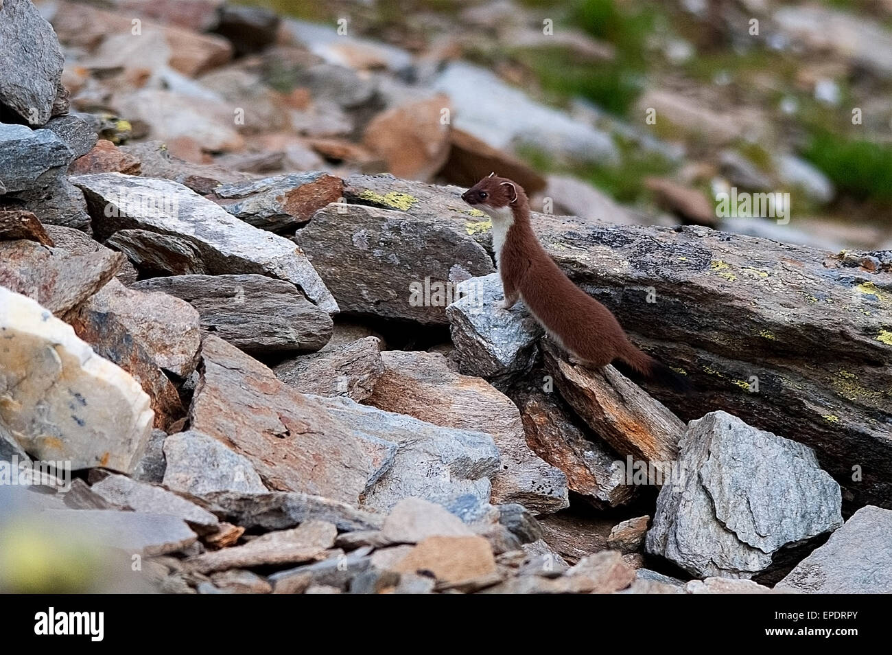 Hermelin mit Sommer Mantel, Gavia Mount Nationalpark Stilfser Joch ...