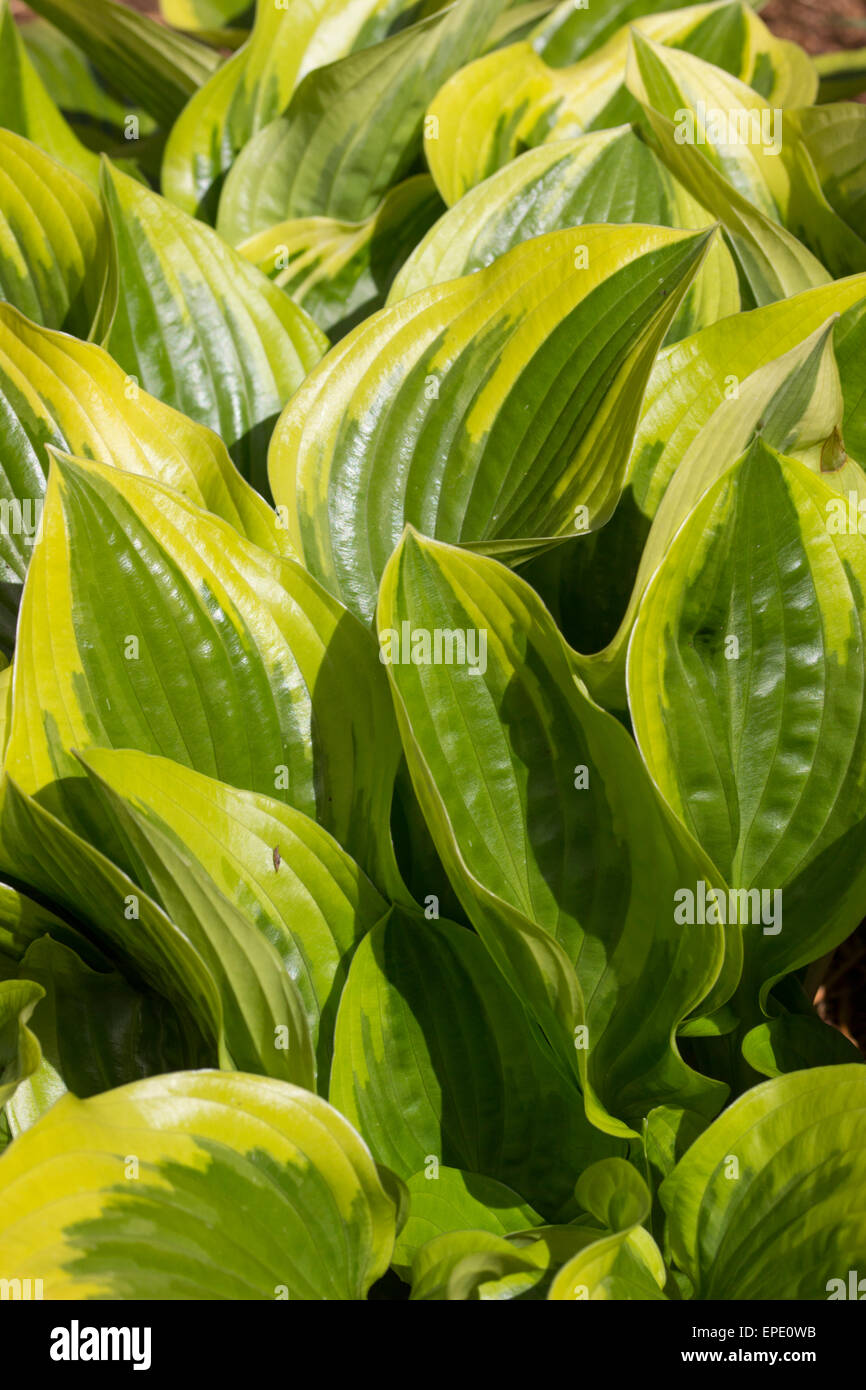 Hosta queen josephine -Fotos und -Bildmaterial in hoher Auflösung – Alamy